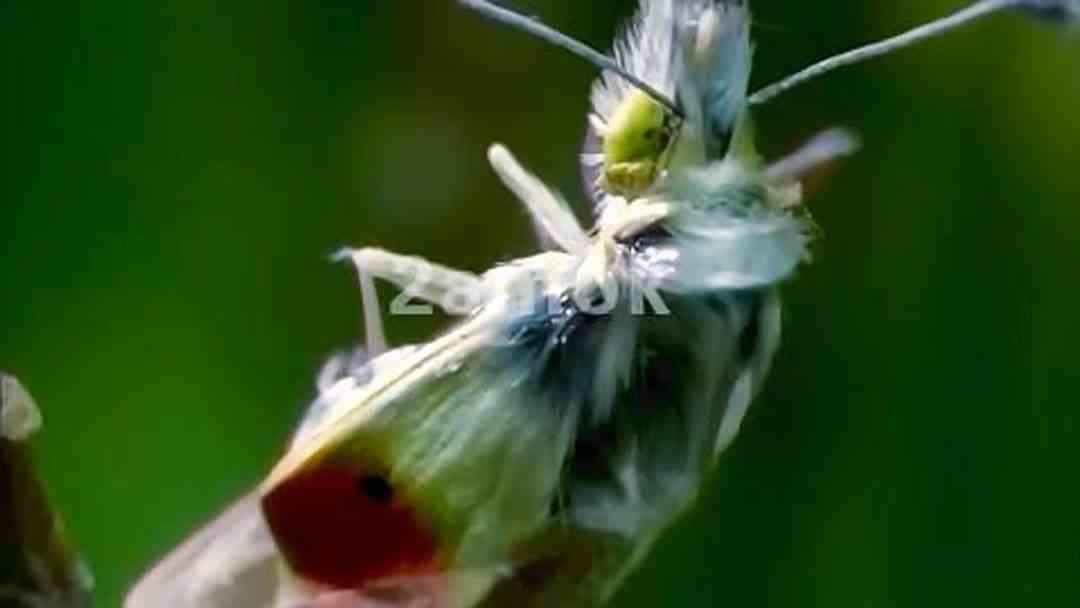 破茧成蝶蝴蝶蜕变实拍素材-视频素材-凌晨两点视频素材网