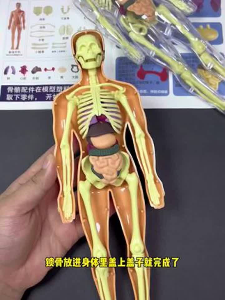 人体模型结构,可拆卸,让孩子了解人体构造,爱护自己的身体#人体模型#...