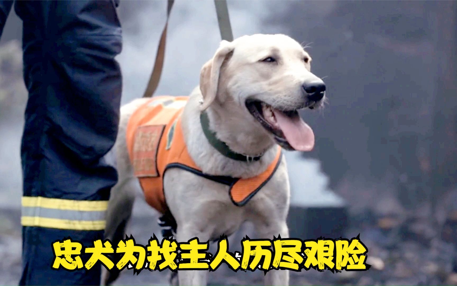 国产片:搜救犬流浪三年历经艰险,只为寻找退伍主人,看完泪奔