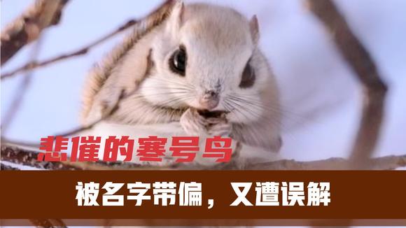 大名鼎鼎的寒号鸟,根不是鸟类,而是哺乳动物,网友:被名字带偏