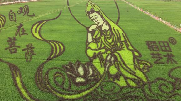 几十亩稻田做出了一幅美图,乍一看还以为是外星人的杰作1