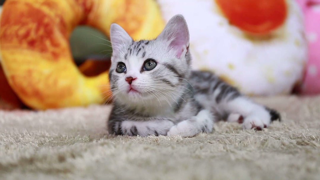 猫咪身体的5个小秘密,你都知道么?