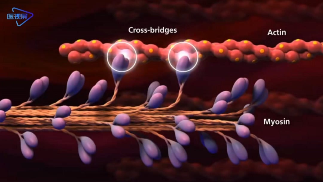 动画演示:肌肉收缩原理