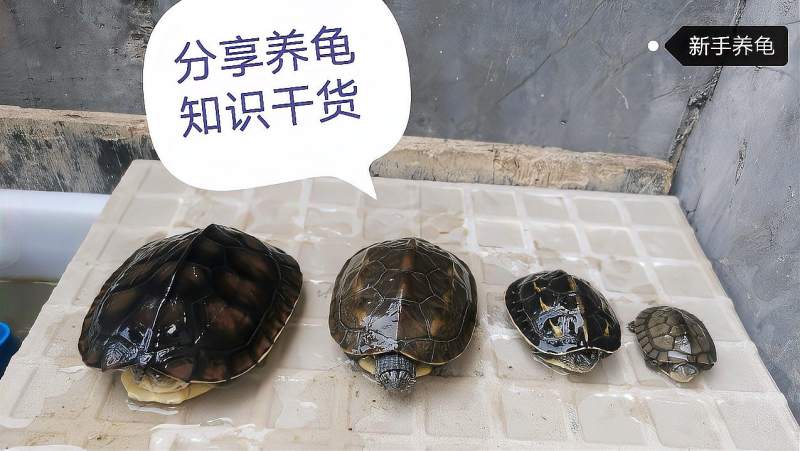 绿水养龟,到底有什么好处?