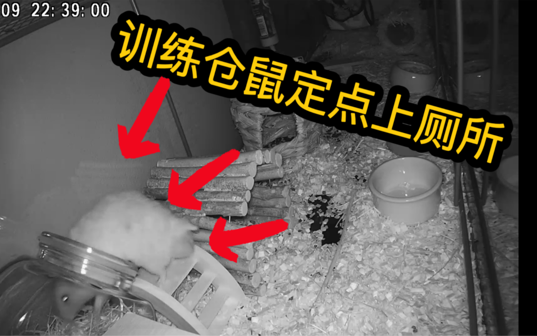 【仓鼠】仓鼠还能定点上厕所!?