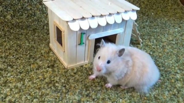 用雪糕棍给仓鼠做一个小房子,很实用哦