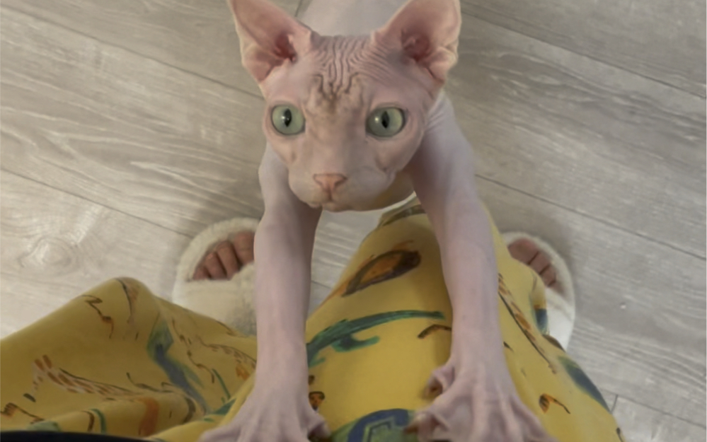 会撒娇的猫咪最好命!你见过会撒娇的猫咪吗?