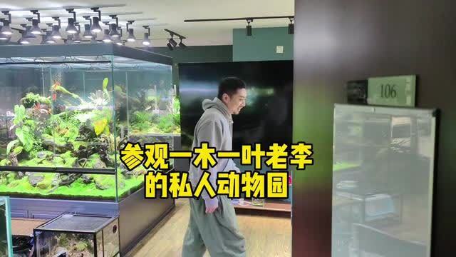 参观一木一叶老李的私人动物园动物园瘤尾守宫雨林缸造景草缸造景...