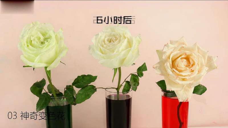 与水有关的简单实验过程,我们来看看具体的操作方法