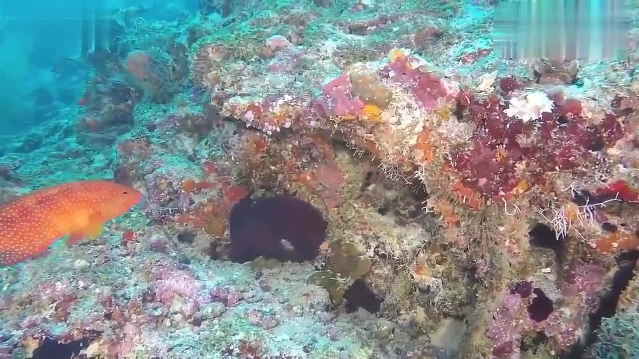 在海底世界里,不少特色的动物,每一种海洋生物的捕食...
