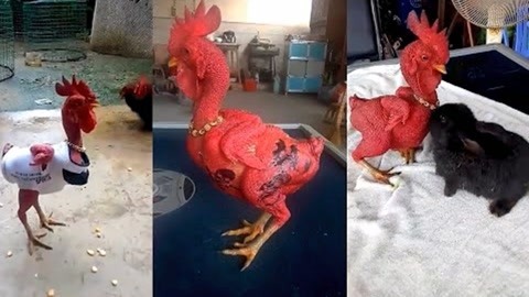 人类创造的4种“疯狂动物”