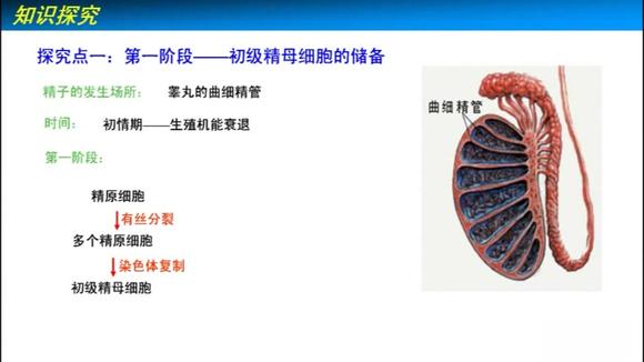3.1.1生物体内精子的发生