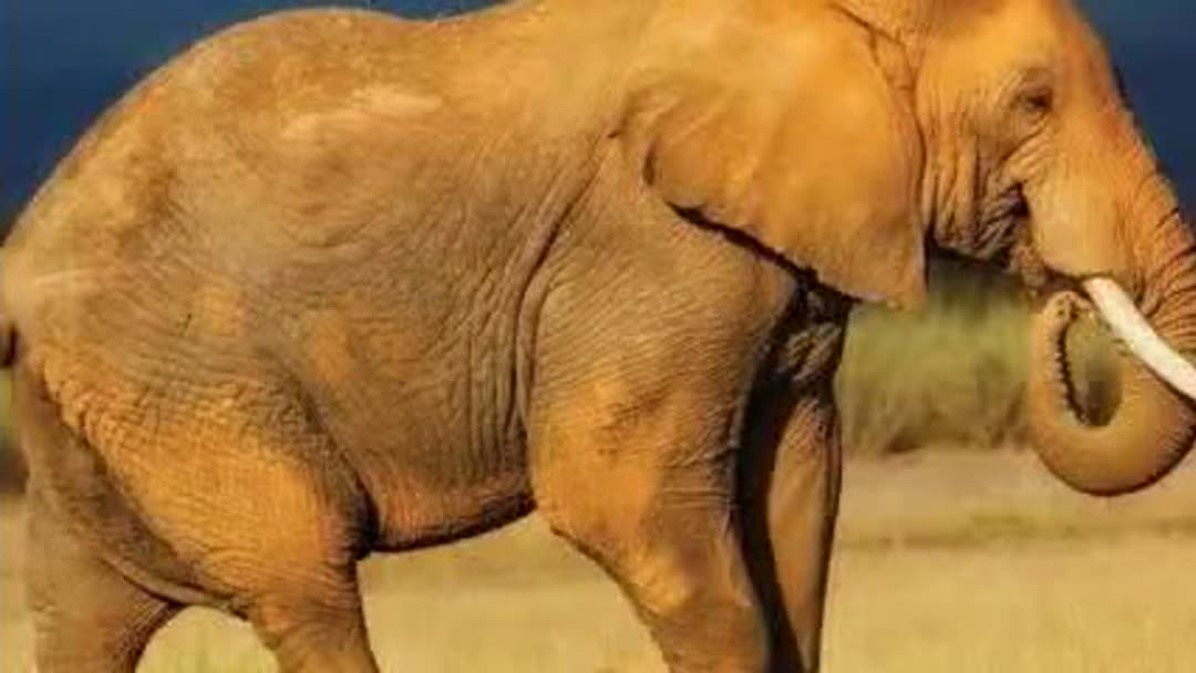 【萌宝读绘本】Wild Animals