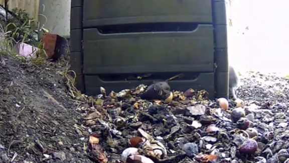 高科技捕鼠器,老鼠排着队送人头,瞬间被爆头秒杀