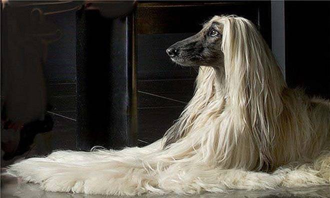 犬中帝王!可以任性出入五星级酒店的犬种!世界级高贵名犬!