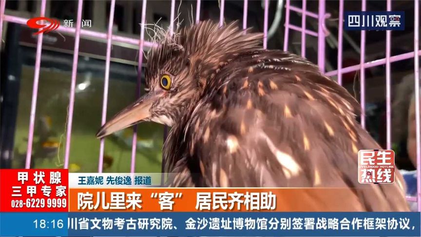 院儿里来“客”,居民齐相助,这家伙是国家保护动物!