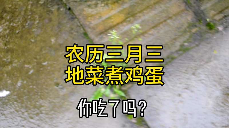昨天三月三,地菜煮鸡蛋,你吃了吗?