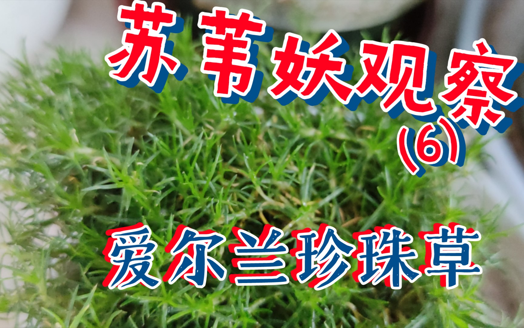 【苏苇妖观察】爱尔兰珍珠草到家第六天|基本可以宣布金海岸挂了...