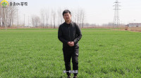 小麦是怎样种植的呢,跟随我一起学习下