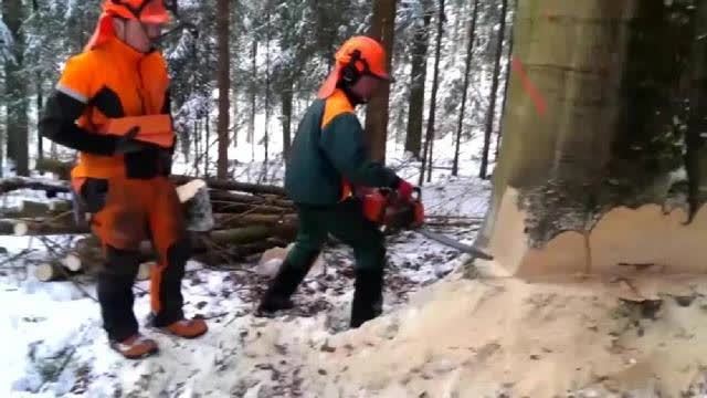 脑洞大开的大树砍伐,这样的砍伐方式很少见