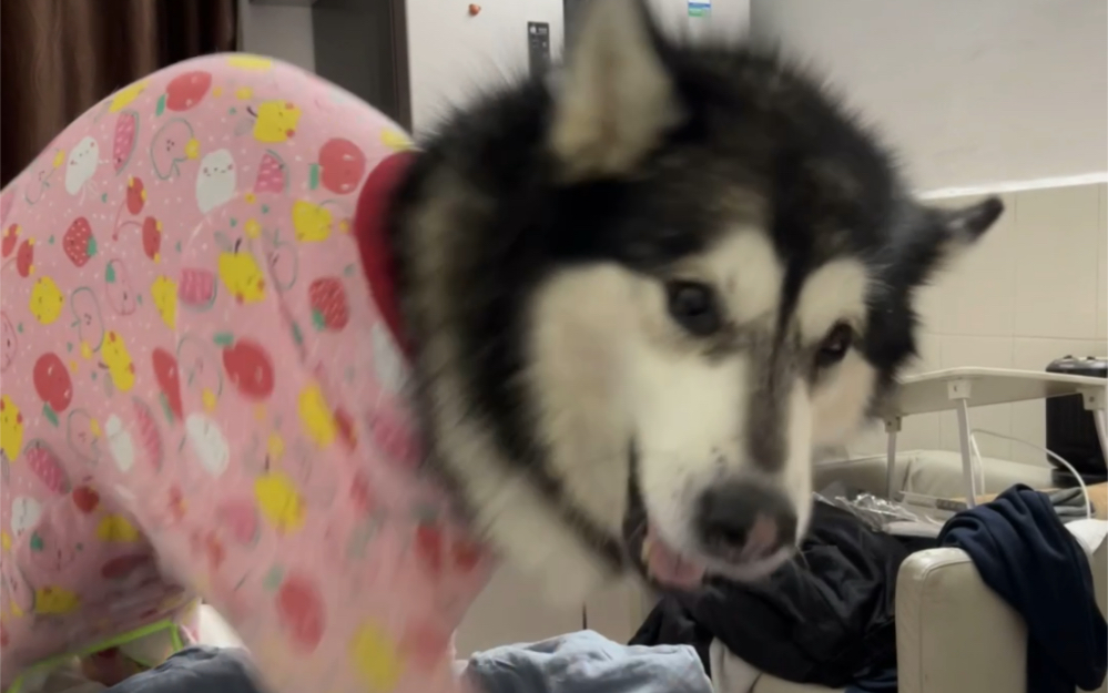 阳了隔离在家,狗子竟这样对我