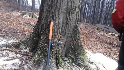 看看专业工人如何砍伐大树,这方式一般人还真不知道