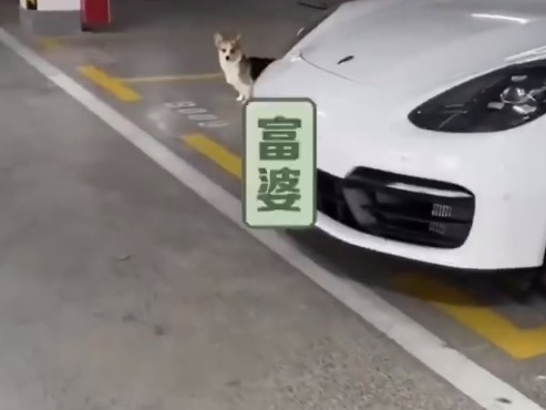 狗狗每次都让主人给它开保时捷的车门,主人:我也想开,可实力不允许