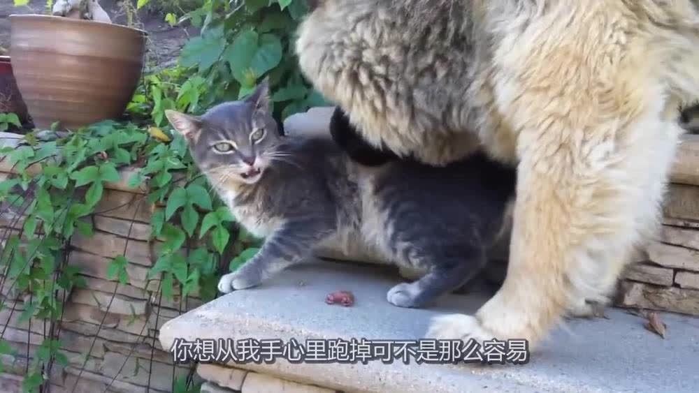 为什么狗和猫咪一直打架,猜不出来的,自己看!