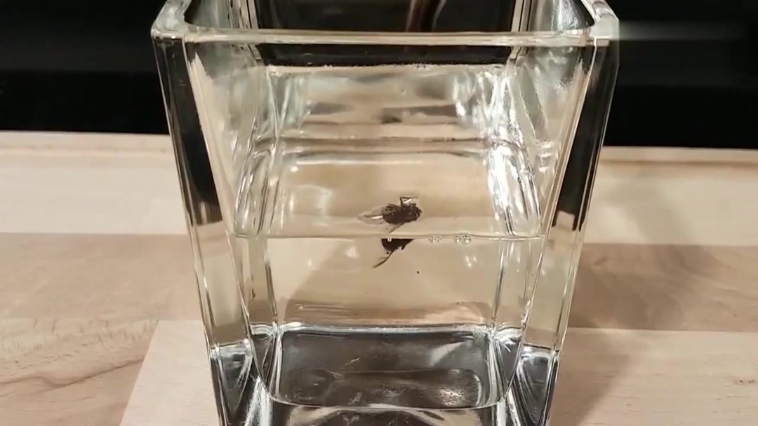 将蚊子放进胃酸里,慢镜头记录史诗级的一刻