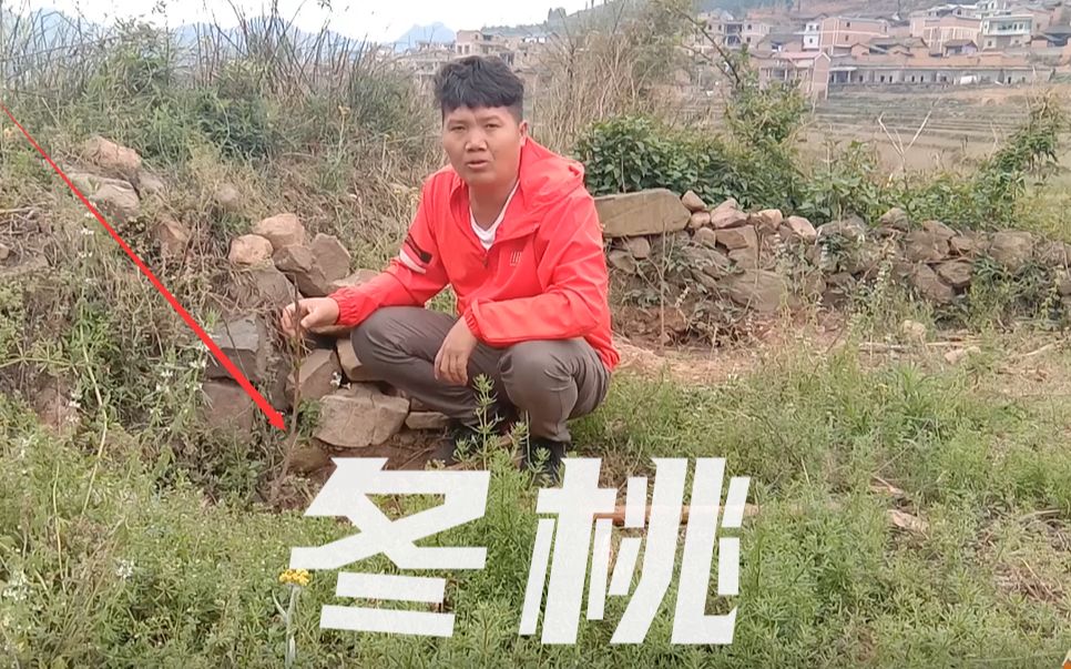 林哥回农村微创业,地里种植冬桃遇难题,你有什么好的种植方法吗?