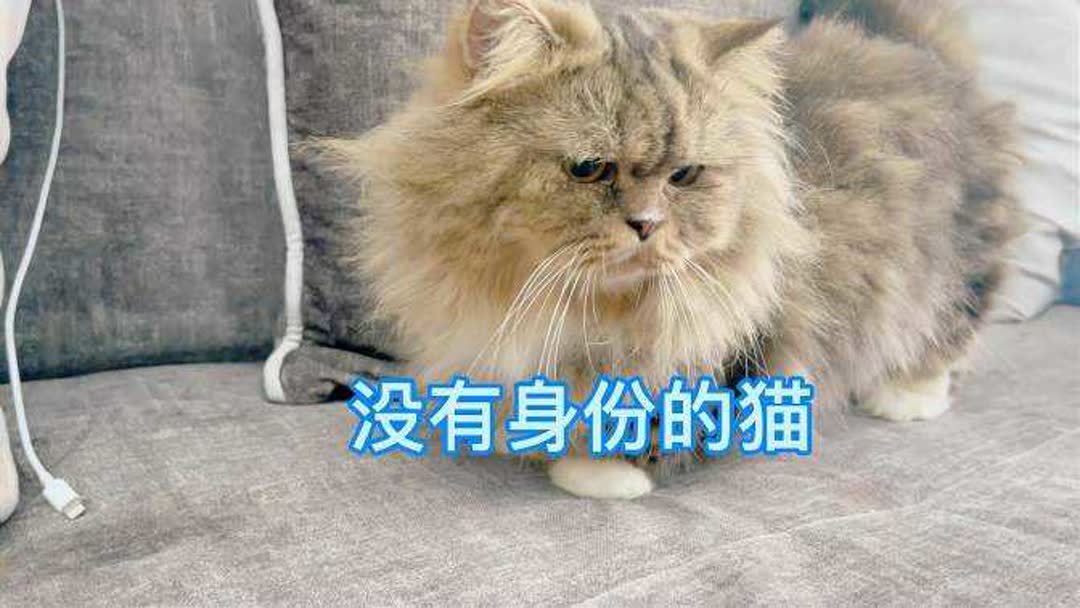 一只不知道啥品种的猫,花了大价钱买回来,是不是上当了