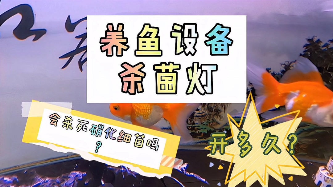 养鱼笔记1季34集:鱼缸的杀菌灯,养鱼10年的人这么做