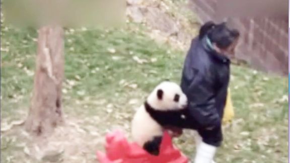 萌翻了的小熊猫 就连翻滚都是那么带感 可爱
