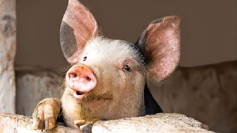 农村养一头猪成本是多少,养猪能有多大的利润?