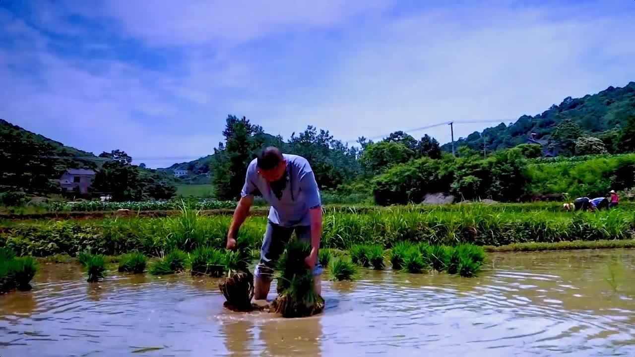 一株稻谷的一生,扎根在每个人记忆里的味道,最难忘家乡的稻米香