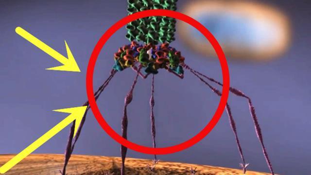 地球上最致命的病毒,外形十分科幻,好像一台外星机器?