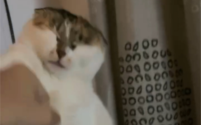 猫咪信任度测试:有信任,但不多