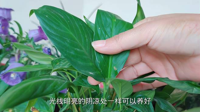 适合领导办公室的绿植有哪些?推荐这5种,很好养