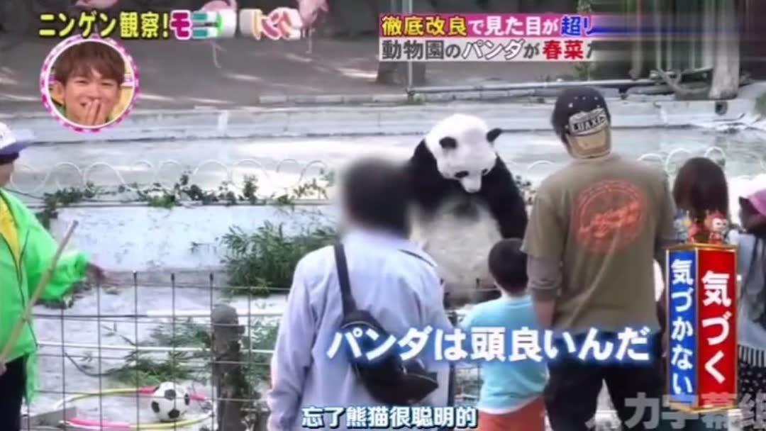 看来日本是真缺大熊猫啊!太会玩了,把人扮的熊猫放进动物园!