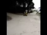 电动滑板车 电动迷你三轮车