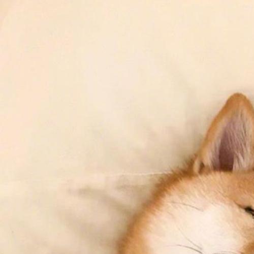 逍遥穿越之夜王来 