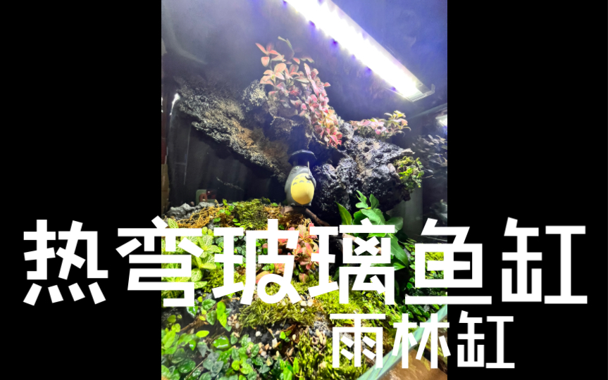 把你的热弯玻璃鱼缸改成雨林缸吧!DIY