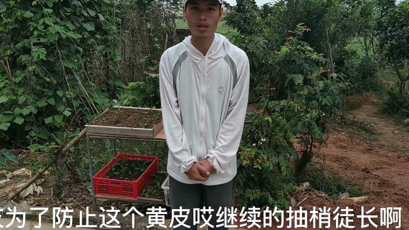 高产黄皮种植,黄皮晚秋梢喷上这种控梢液,来年才能保证产量