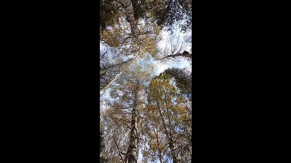 美丽的新疆喀纳斯白桦林…