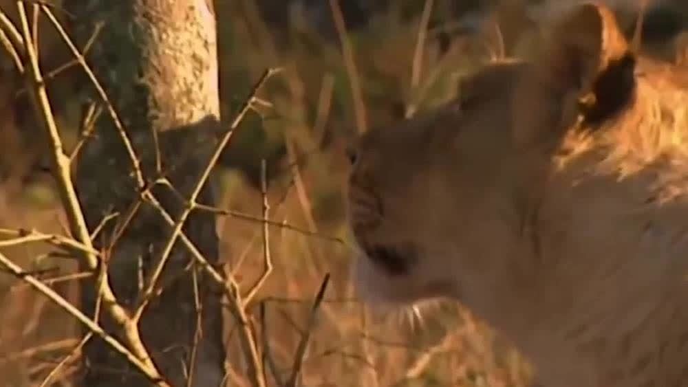 世界上最厉害的狗,一旦咬住那就是不死不休