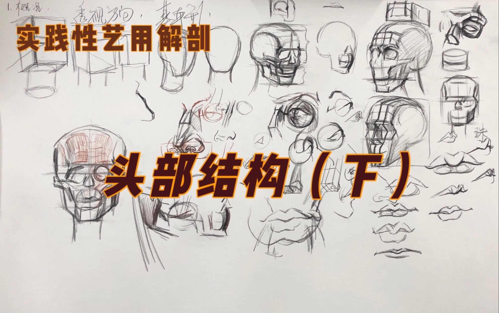 ...绘画实践者角度讲解人体解剖及形体的观察--转换--表现 头部结构(下篇)