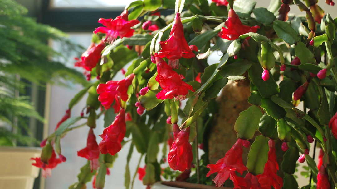 这种“厨余垃圾”别扔,拿来养蟹爪兰,有催花促芽的作用