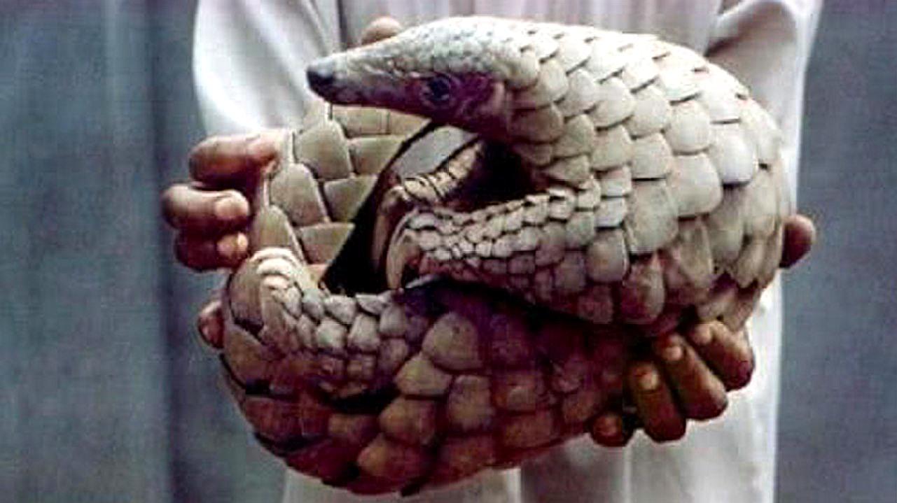 这种动物有很高的药用价值,导致人类大量捕杀,成为了稀有动物