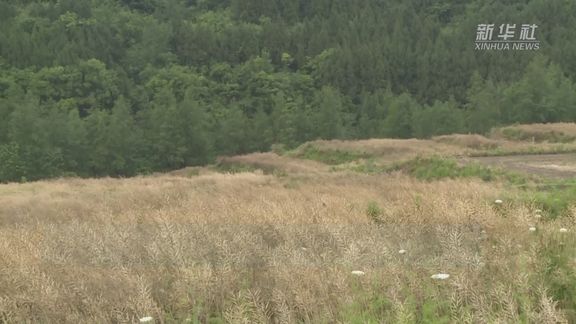 重庆云阳:自主改造农机 助力油菜机械化收割