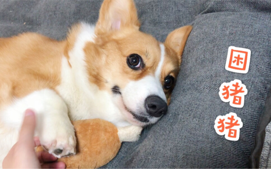 柯基cookie|吃得好睡得好的小短腿